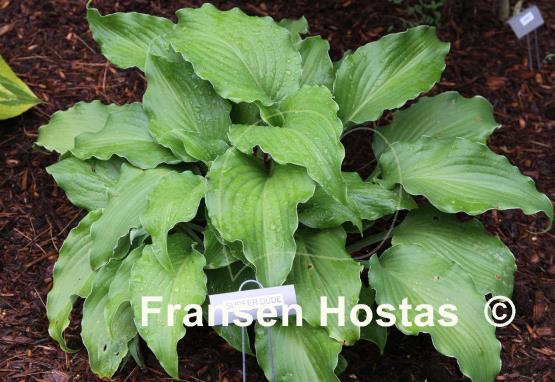 Hosta Surfer Dude - Fransen Hostas