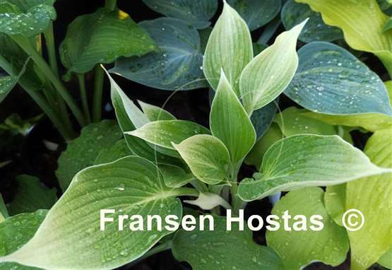Hosta Susan Montgomery's Ghost - Fransen Hostas