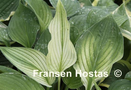 Hosta Susan Montgomery's Ghost - Fransen Hostas