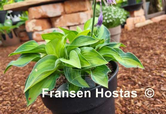 Hosta Sweet Home Chicago - Fransen Hostas
