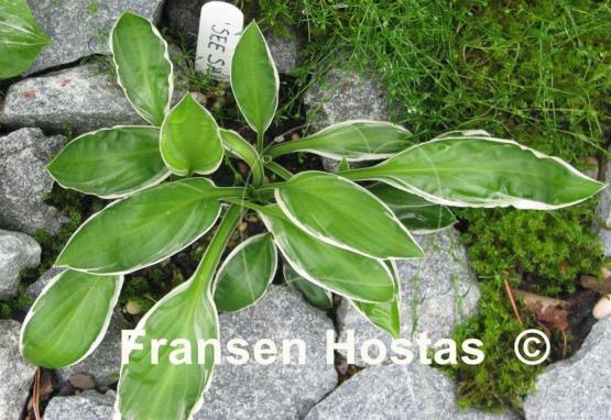 Hosta See Saw - Fransen Hostas