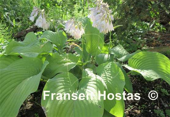 Hosta T Rex - Fransen Hostas