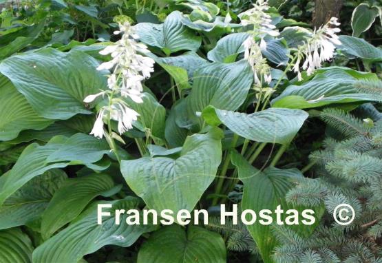 Hosta T Rex - Fransen Hostas