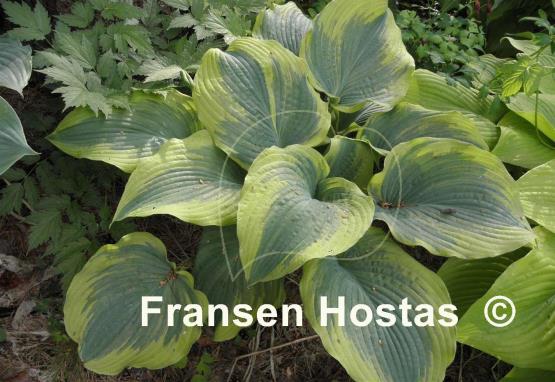 Hosta The King - Fransen Hostas