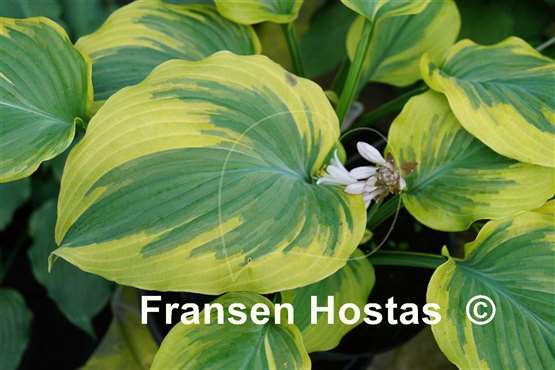 Hosta The King - Fransen Hostas