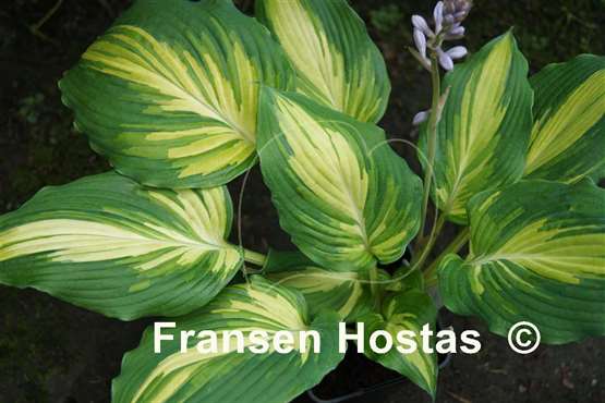 Hosta The Queen - Fransen Hostas