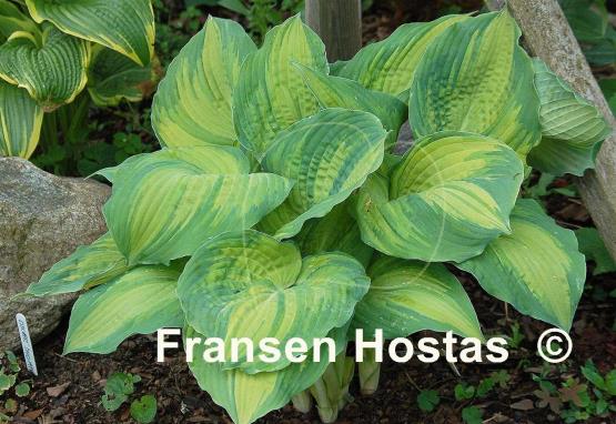 Hosta The Queen - Fransen Hostas