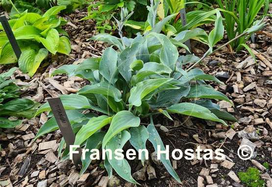 Hosta Titanium - Fransen Hostas