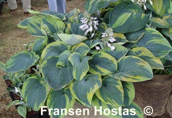 Hosta Tokudama Flavocircinalis - Fransen Hostas