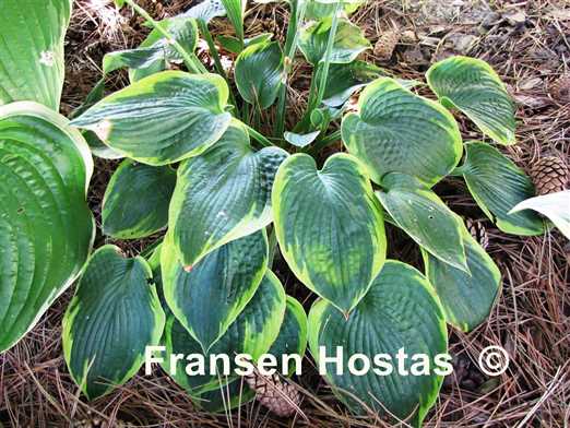 Hosta Tokudama Flavocircinalis - Fransen Hostas