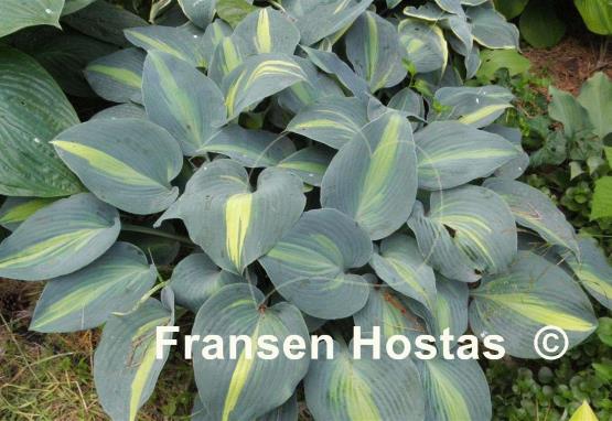 Hosta Touch of Class - Fransen Hostas