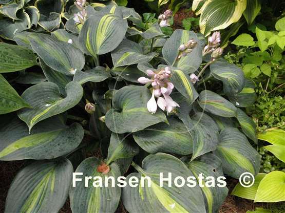 Hosta Touch of Class - Fransen Hostas