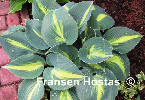 Hosta Touch of Class - Fransen Hostas