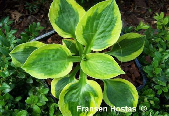 Hosta Tropical Storm - Fransen Hostas