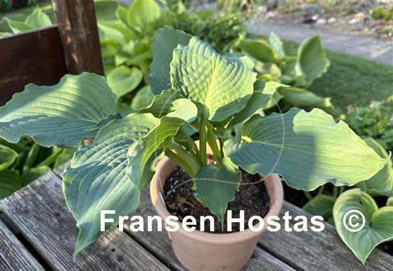 Hosta Valley's Salty Crocodile - Fransen Hostas