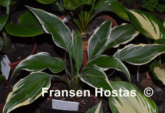 Hosta Venetian Skies - Fransen Hostas