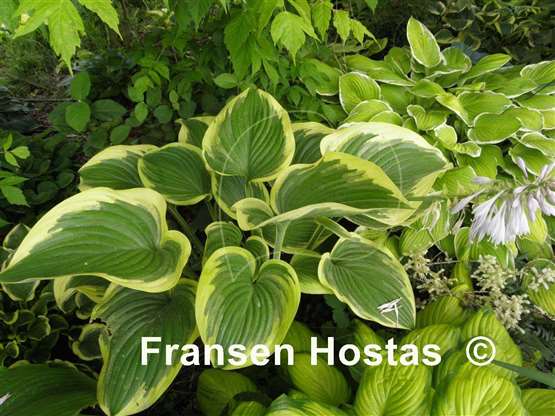 Hosta Victory - Fransen Hostas