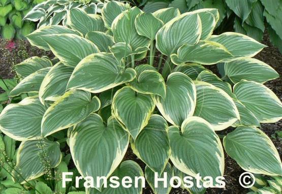 Hosta Victory - Fransen Hostas