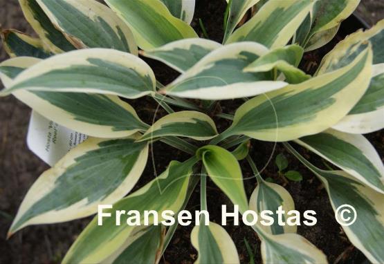 Hosta Virginia Reel - Fransen Hostas