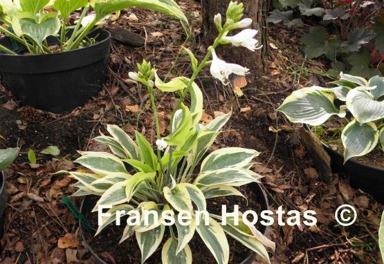 Hosta Virginia Reel - Fransen Hostas