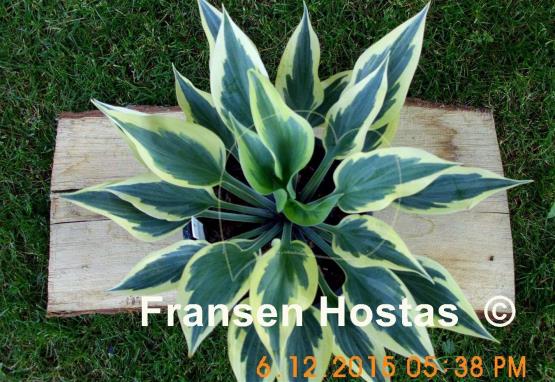 Hosta Virginia Reel - Fransen Hostas