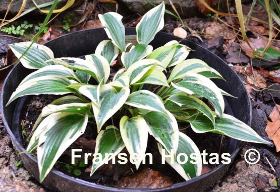 Hosta Virginia Reel - Fransen Hostas