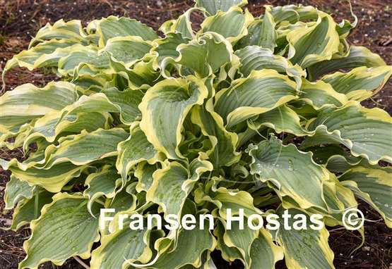 Hosta Voices in the Wind - Fransen Hostas