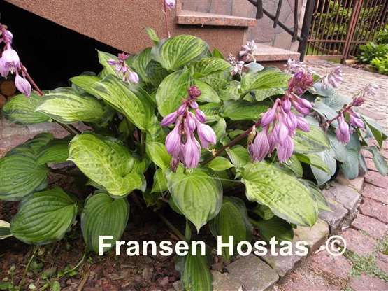 Hosta Volcano Island - Fransen Hostas NL