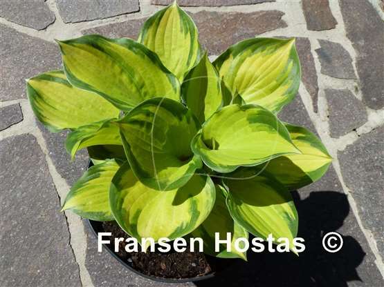 Hosta Volcano Island - Fransen Hostas NL
