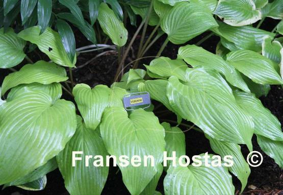 Hosta Volcano - Fransen Hostas