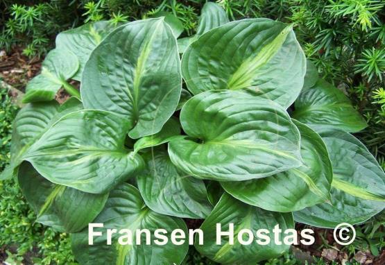 Hosta Victor - Fransen Hostas