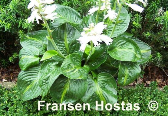 Hosta Victor - Fransen Hostas