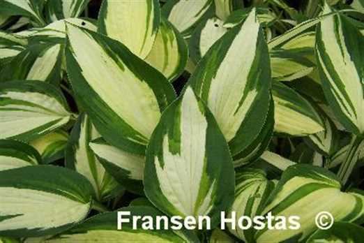 Hosta Vulcan - Fransen Hostas