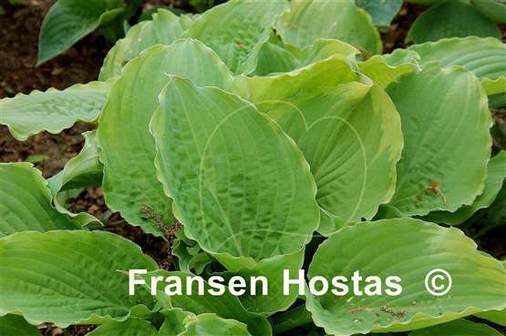Hosta Wave Runner - Fransen Hostas