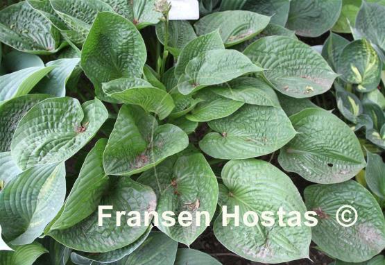 Hosta Wet Crocodile - Fransen Hostas