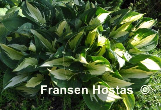 Hosta Whirlwind - Fransen Hostas