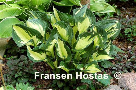 Hosta Whirlwind - Fransen Hostas