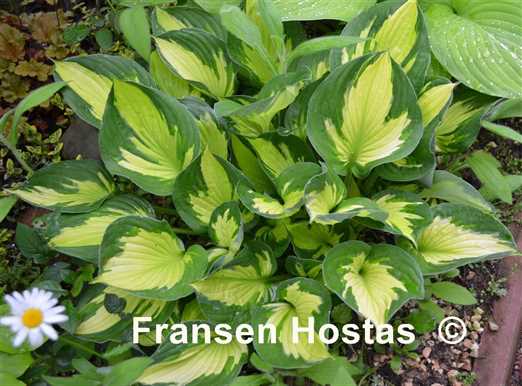 Hosta Whirlwind - Fransen Hostas