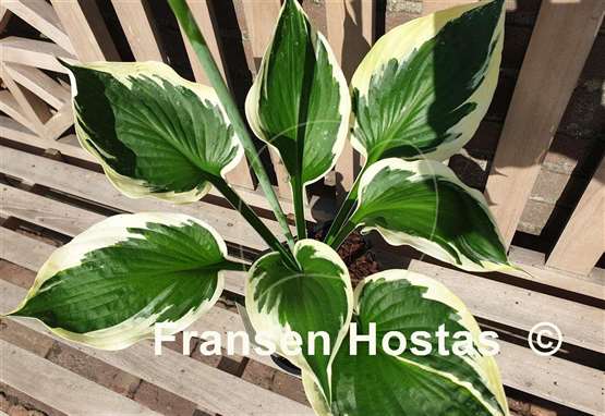 Hosta White Satellite - Fransen Hostas