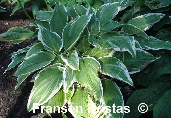 Hosta White On - Fransen Hostas