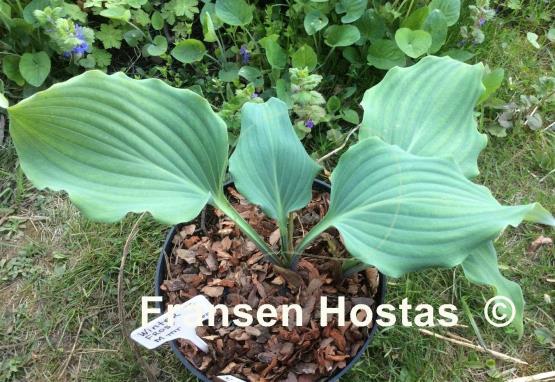 Hosta Winter Frost - Fransen Hostas