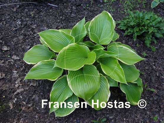 Hosta Winter Snow - Fransen Hostas