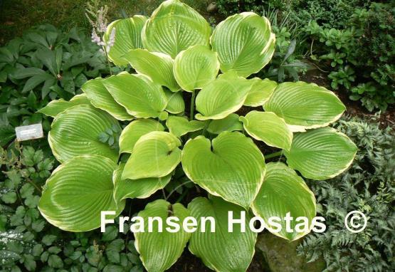 Hosta Winter Snow - Fransen Hostas