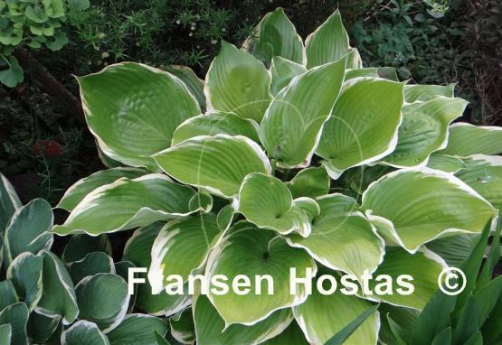 Hosta Winter Snow - Fransen Hostas