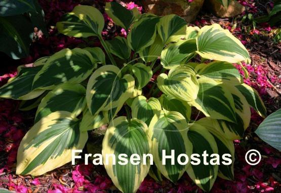 Hosta Winter Warrior - Fransen Hostas