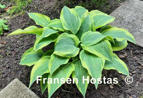 Hosta Wolverine - Fransen Hostas
