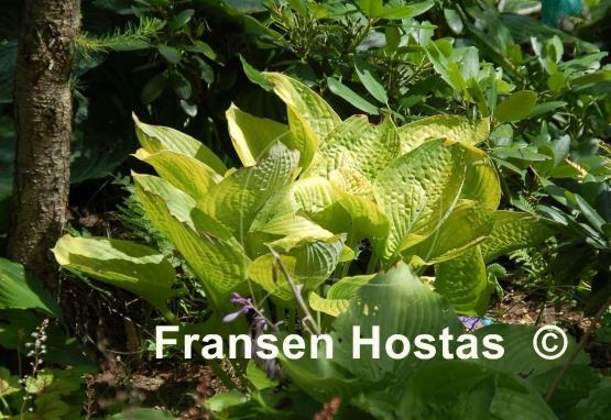 Hosta World Cup - Fransen Hostas