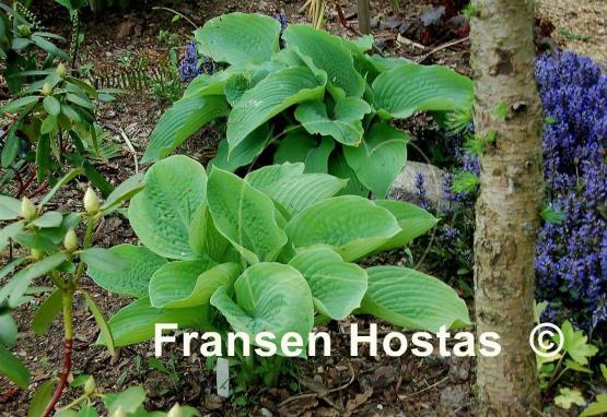 Hosta World Cup - Fransen Hostas