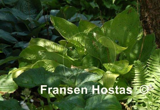 Hosta World Cup - Fransen Hostas