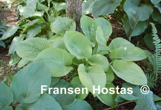 Hosta World Cup - Fransen Hostas